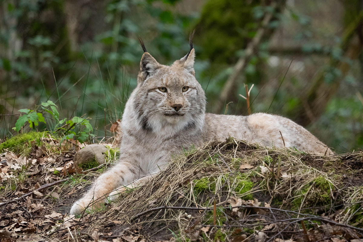 Einfach mal chillen Foto & Bild | natur, tiere, großkatzen Bilder auf ...