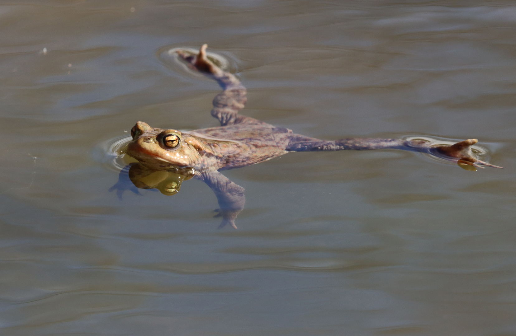 Einfach mal chillen Foto & Bild | tiere, wildlife, amphibien ...