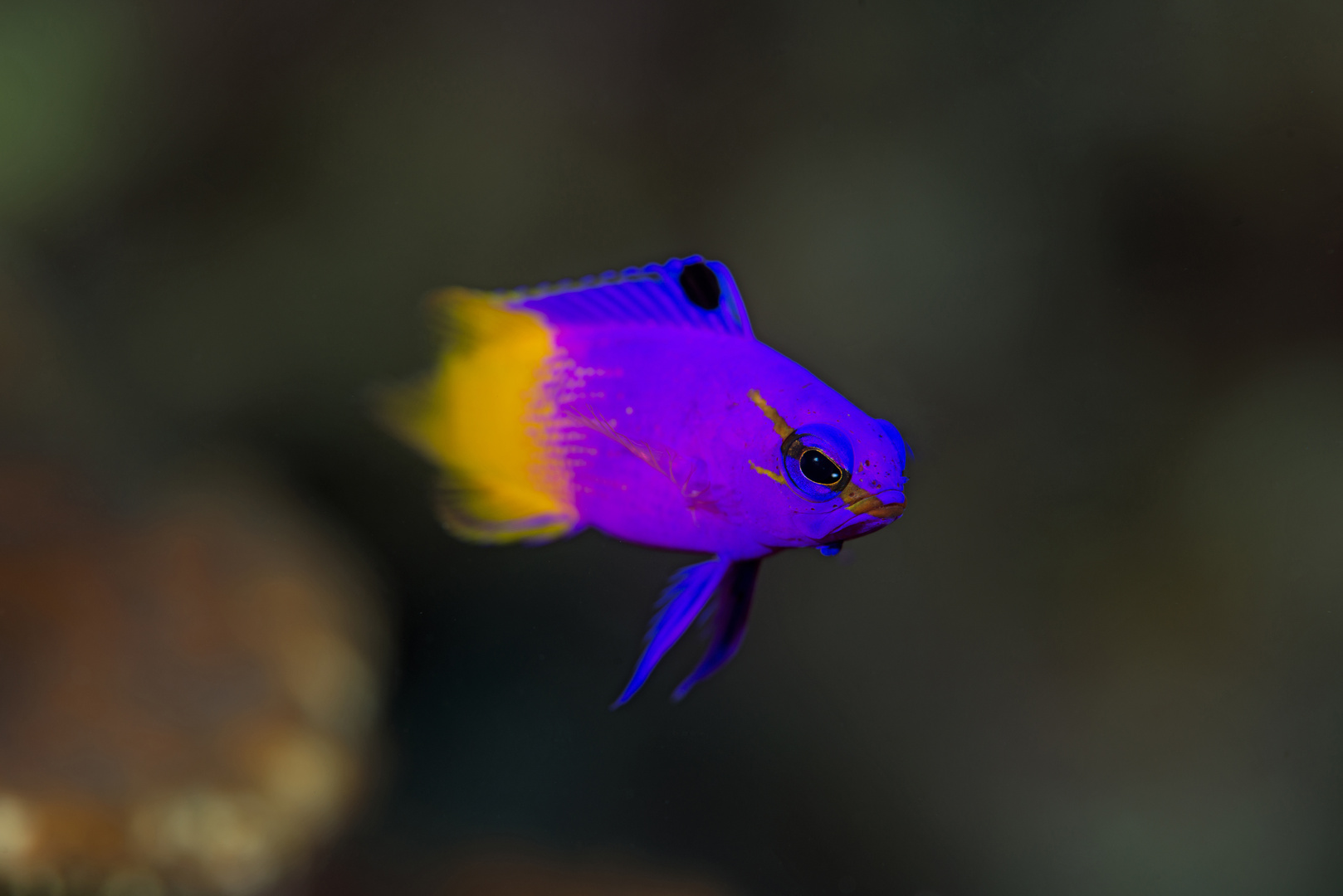 einfach mal cool abhängen - moderate BEA Foto & Bild | unterwasser, uw ...