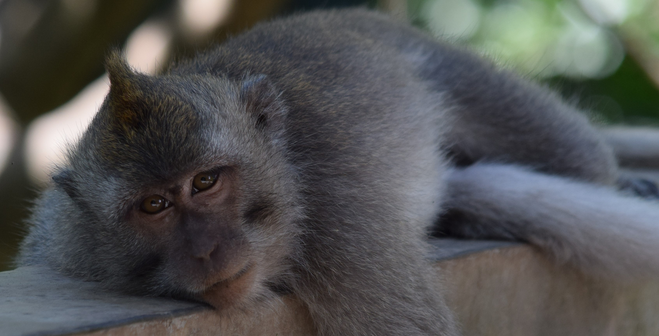 Einfach mal die Seele baumeln lassen Foto & Bild | asia, indian ocean ...