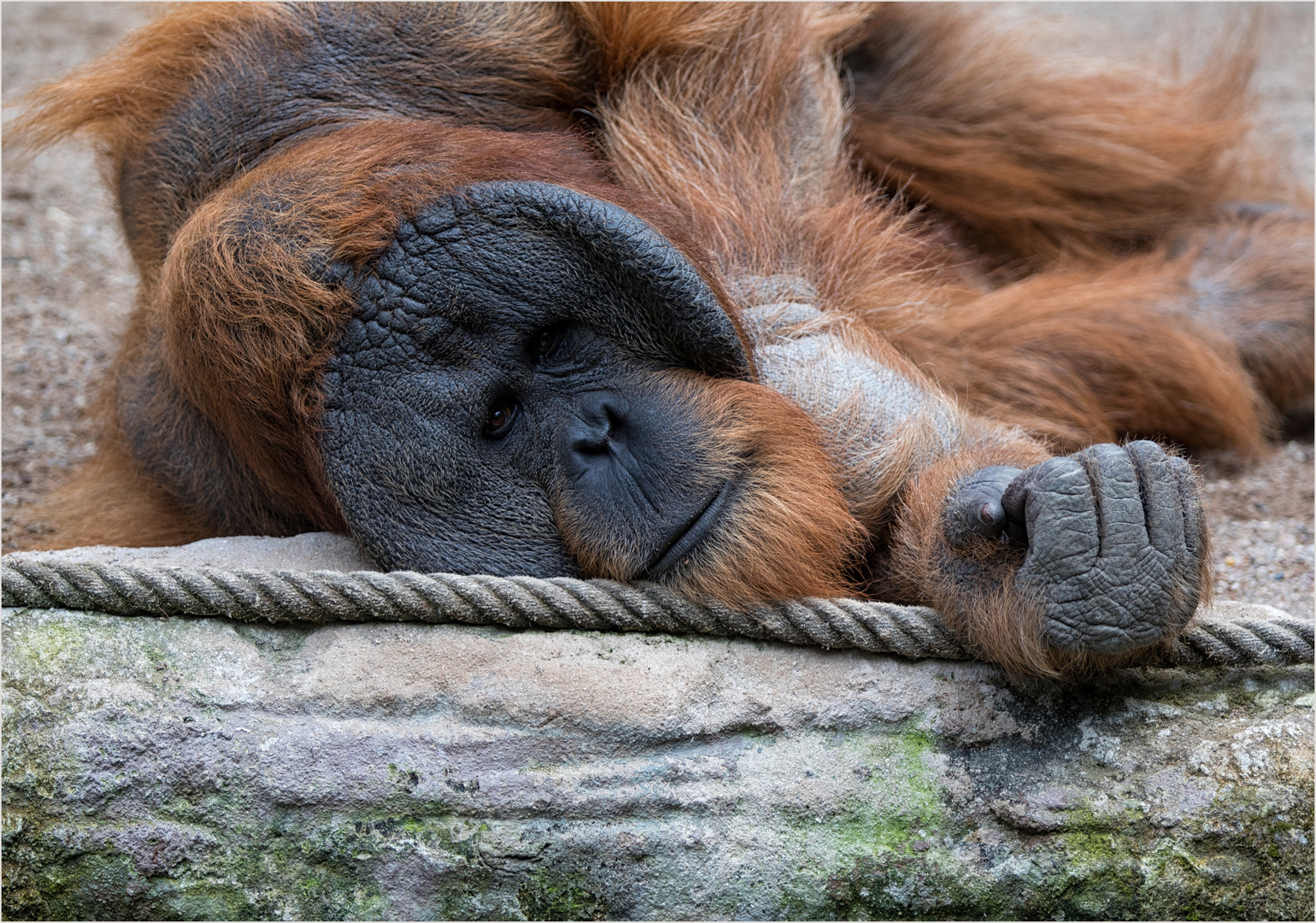 Einfach mal ein bisschen chillen Foto & Bild | hamburg, natur, zoo ... Einfach mal ein bisschen chillen Foto & Bild | hamburg, natur, zoo ...