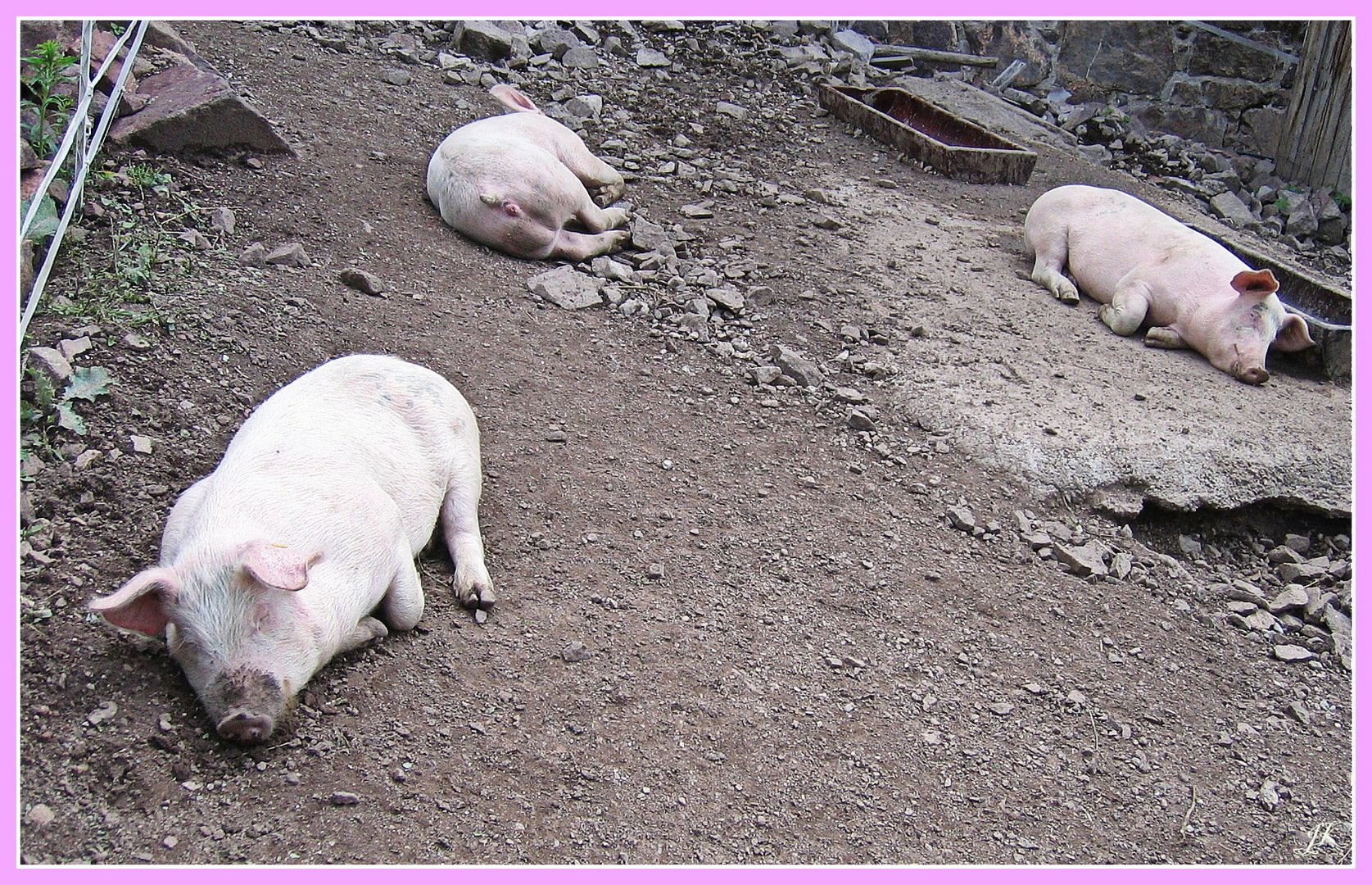 Einfach mal faul sein................ Foto & Bild | tiere, haustiere ...