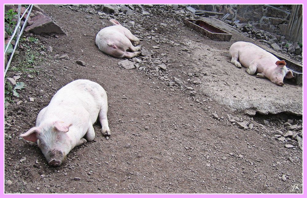 Einfach mal faul sein................ Foto & Bild | tiere, haustiere ...