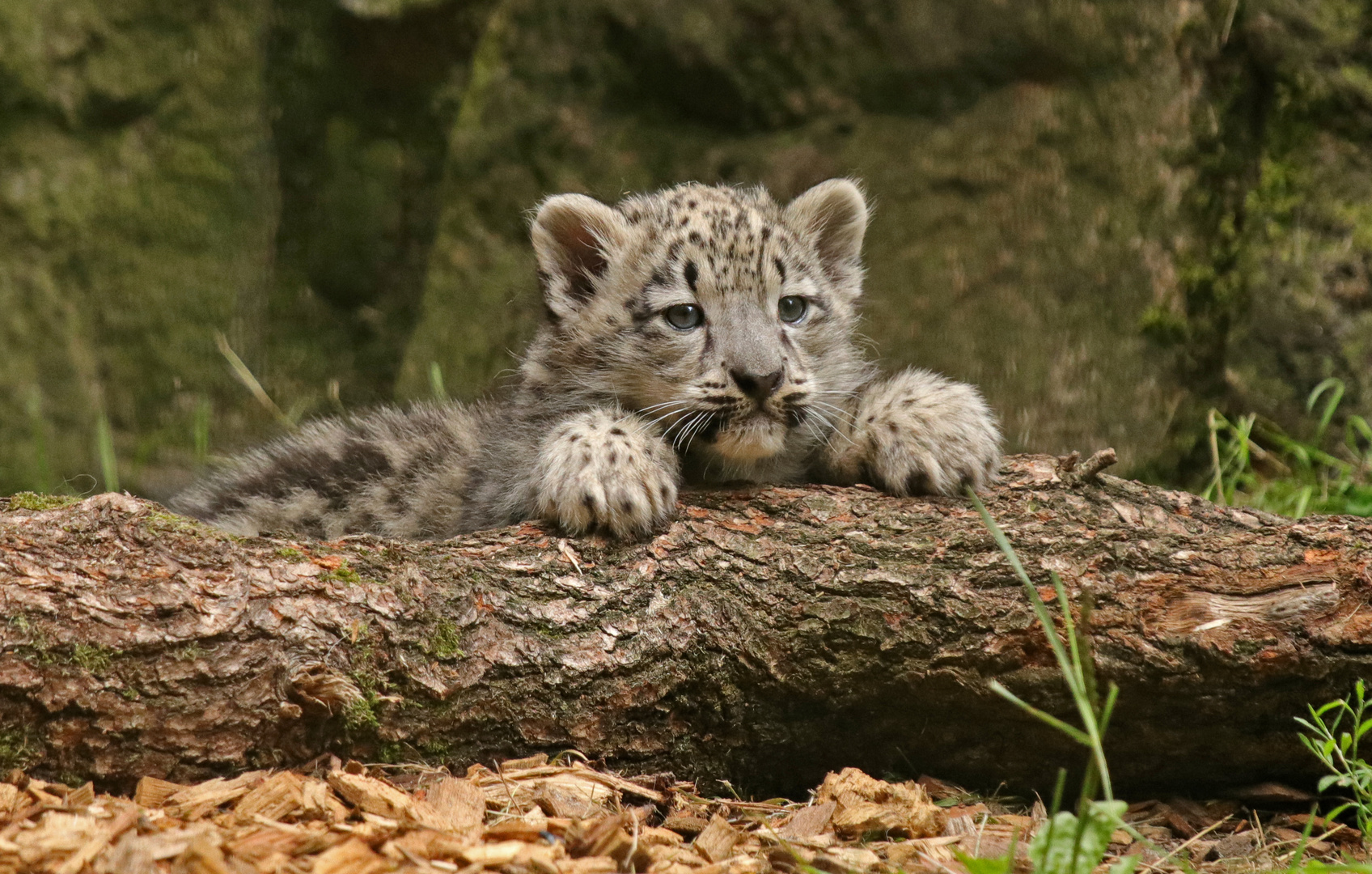 Einfach niedlich... Foto & Bild | tiere, zoo, wildpark & falknerei ...