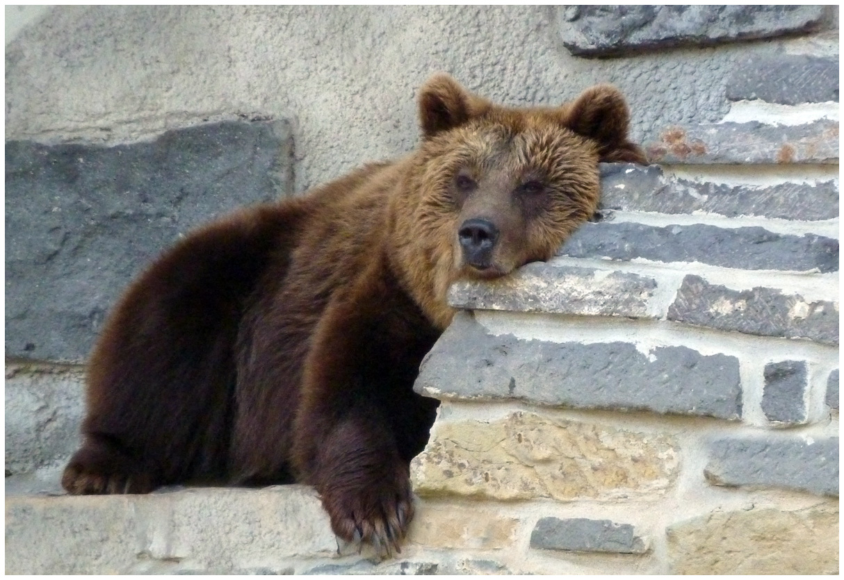 Einfach nur faul Foto & Bild | tiere, zoo, wildpark & falknerei ...