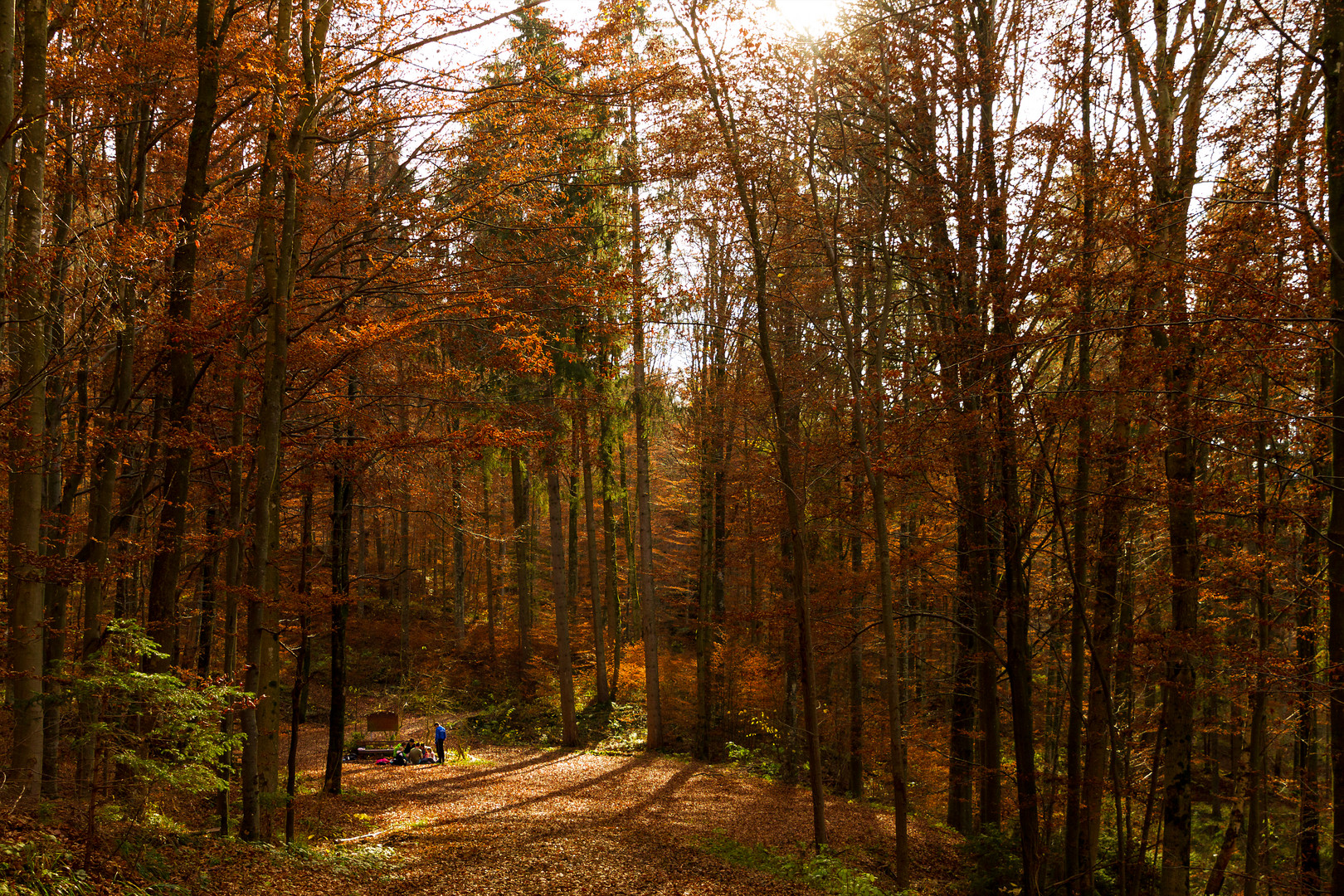 Einfach nur herrlich Foto & Bild | jahreszeiten, herbst, wald Bilder ...