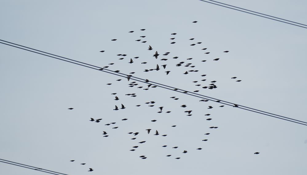 Einfach Stare Foto & Bild | tiere, wildlife, wild lebende vögel Bilder ...