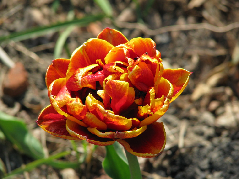 Einfach Tulpe Foto & Bild | pflanzen, pilze & flechten, blüten- & kleinpflanzen, tulpen Bilder ...