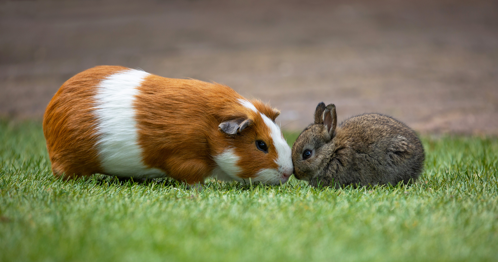 Einfach zu niedlich Foto & Bild | tiere, zoo, wildpark & falknerei ...