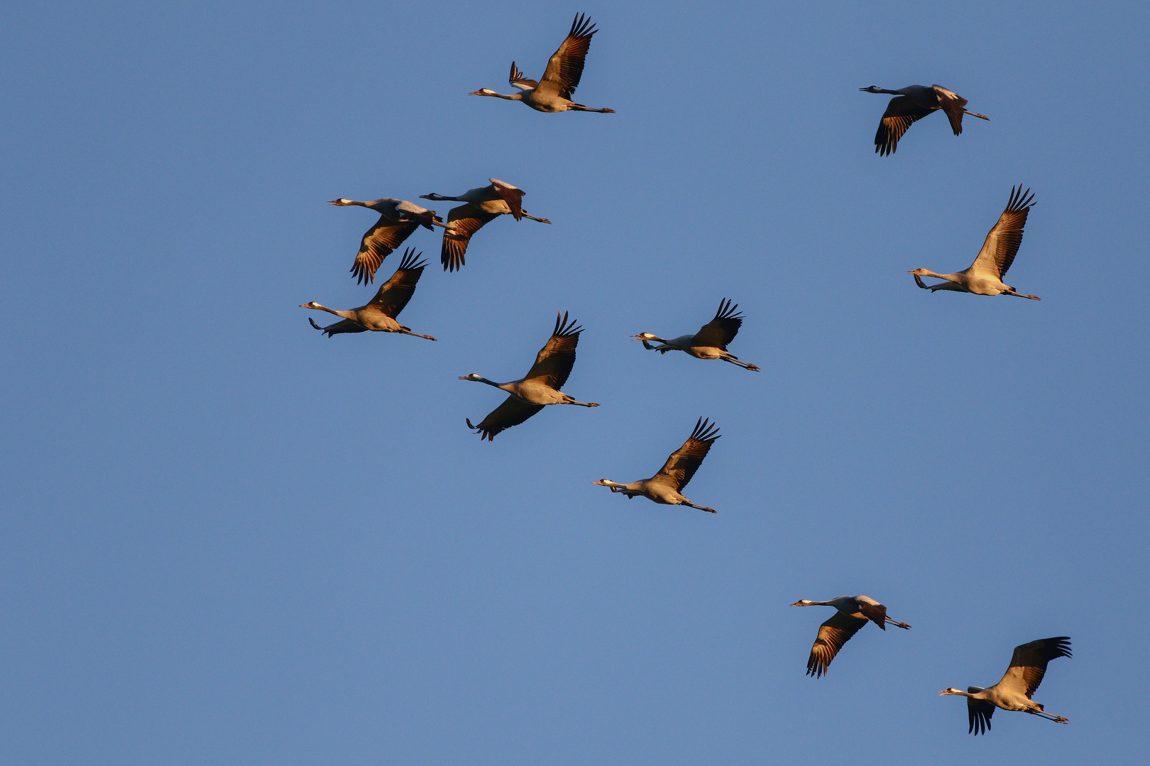 Einflug der Kraniche Foto & Bild | tiere, wildlife, wild lebende vögel Bilder auf fotocommunity