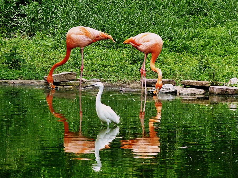 Eingerahmt von den Flamingos . . . Foto & Bild | projekte, 2 - dienstag ...