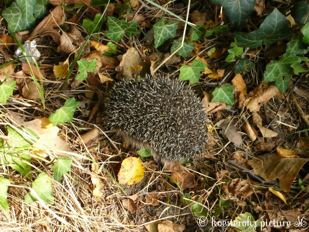 Eingerollt Foto & Bild | tiere, wildlife, igel Bilder auf fotocommunity