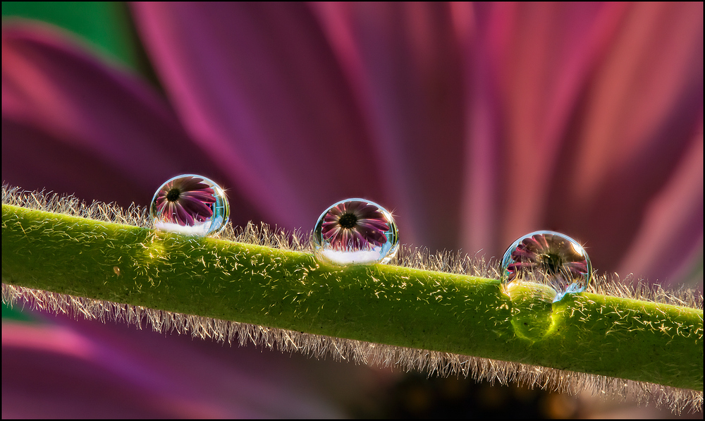 Eingeschlossen II Foto & Bild | archiv projekte naturchannel ...