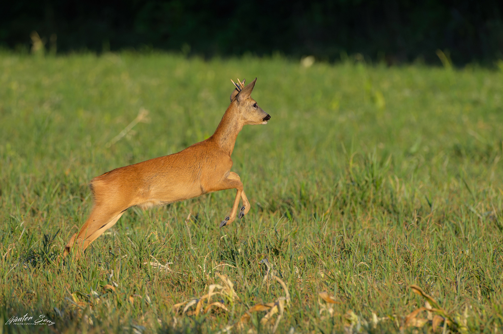 Einheimischer Springbock Foto & Bild | tiere, wildlife, natur Bilder ...