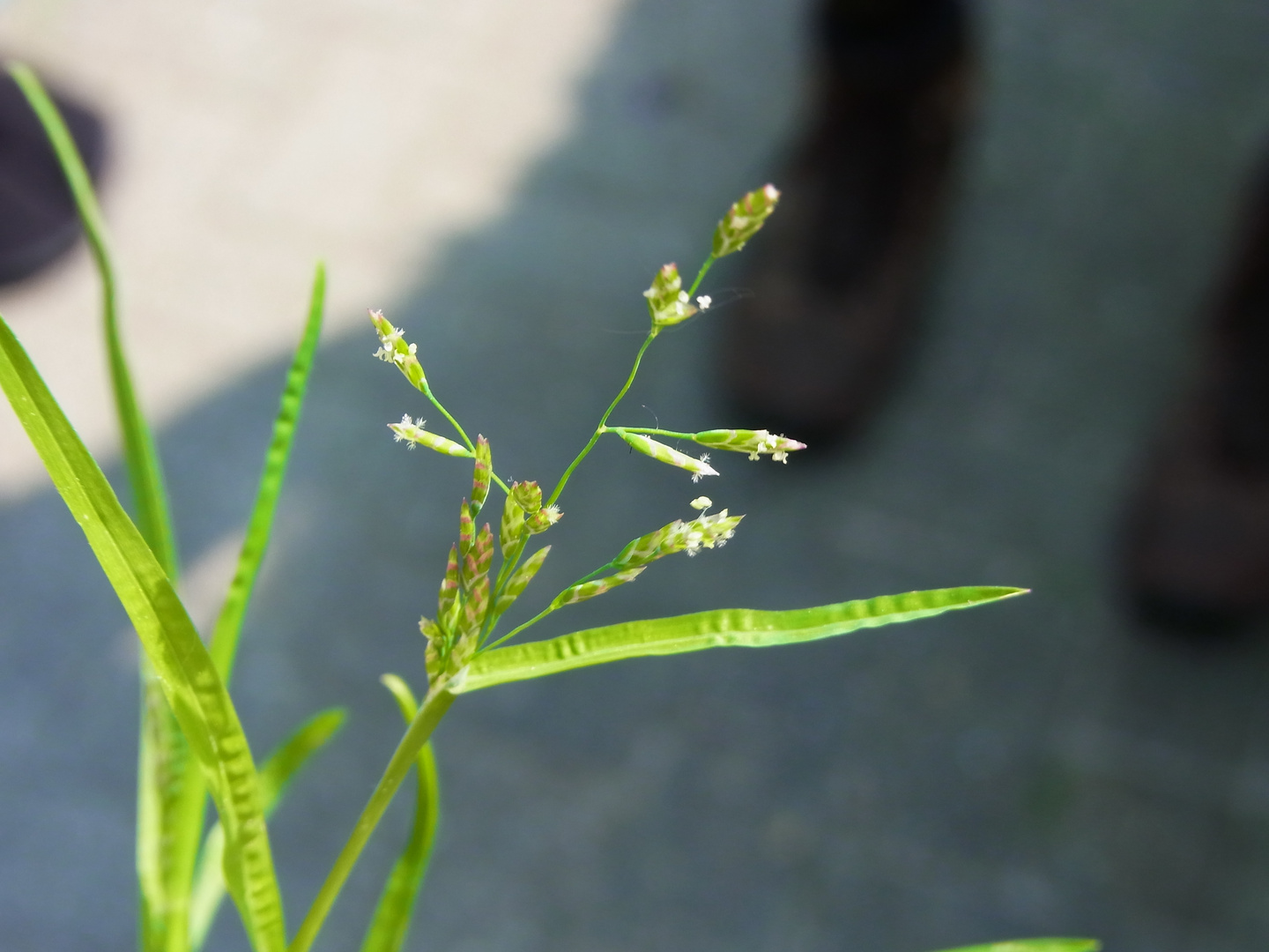 Einjähriges Rispengras Foto & Bild | natur Bilder auf fotocommunity