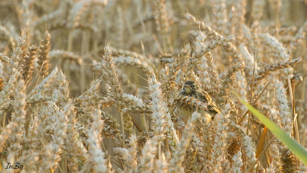 einmal ducken Foto & Bild | natur, vögel, wildlife Bilder auf fotocommunity