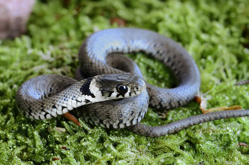 Einmal Natter geringelt, bitte Foto & Bild | tiere, natur, wildlife ...