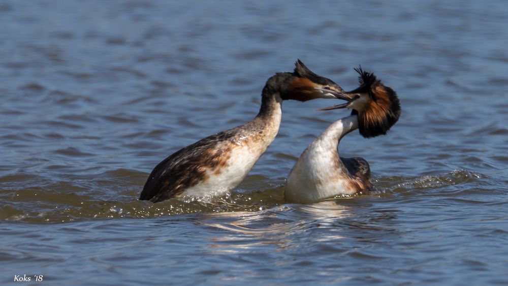 Eins in die Fresse ... Foto & Bild | natur, tiere, vögel Bilder auf ...