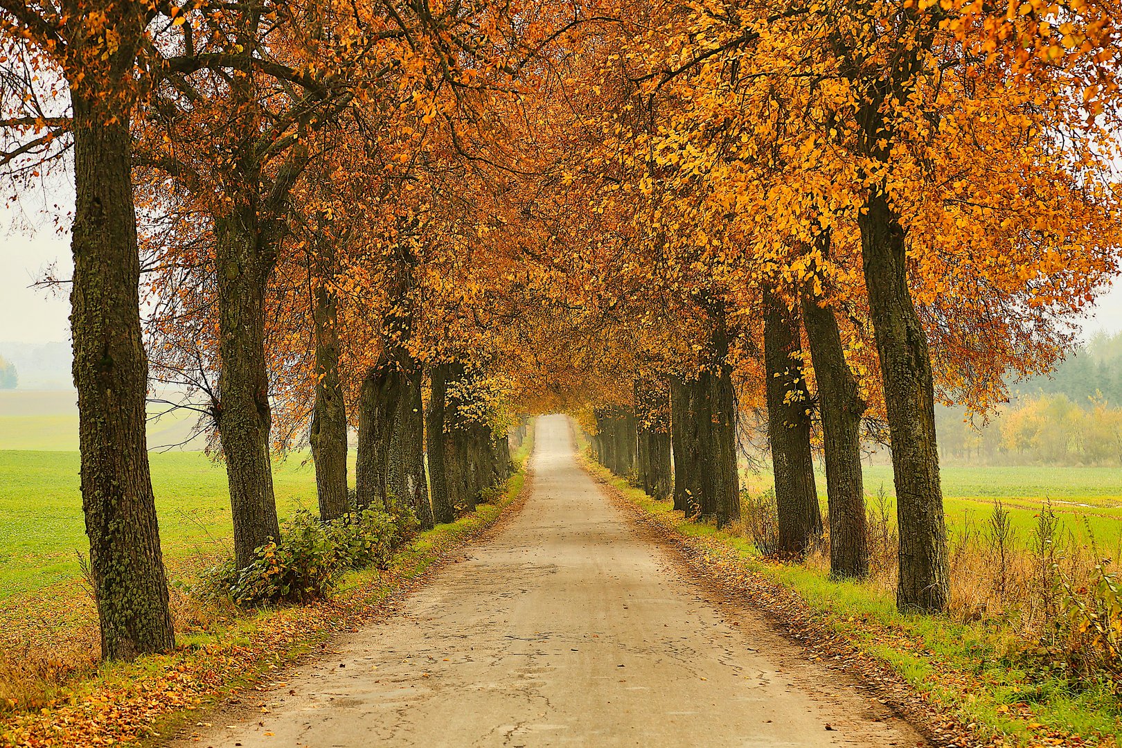 Einsame Allee in... Foto & Bild | jahreszeiten, herbst, bäume Bilder ...