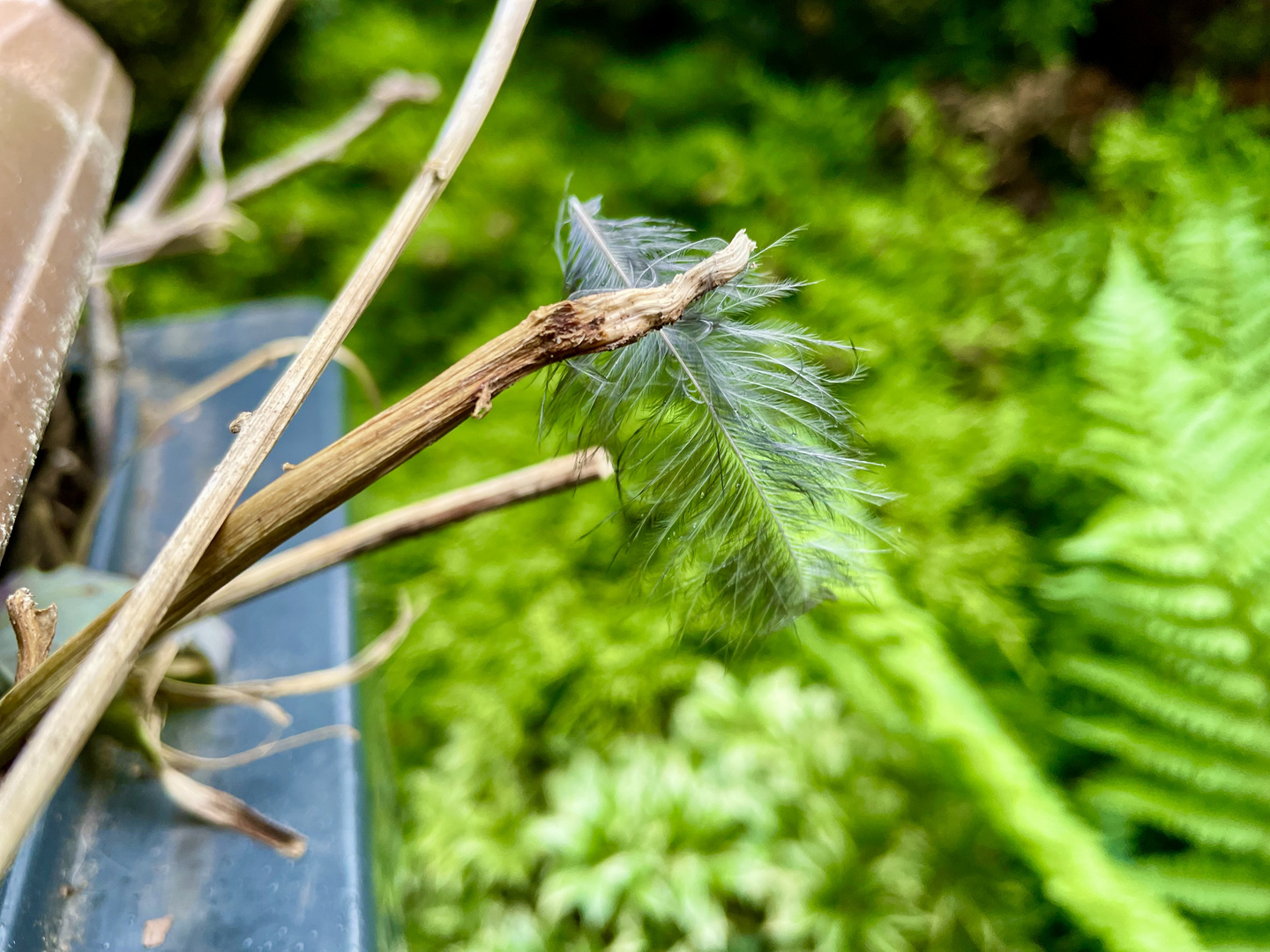 Einsame Feder an Strauch Foto & Bild | tiere, haustiere, nutztiere ...