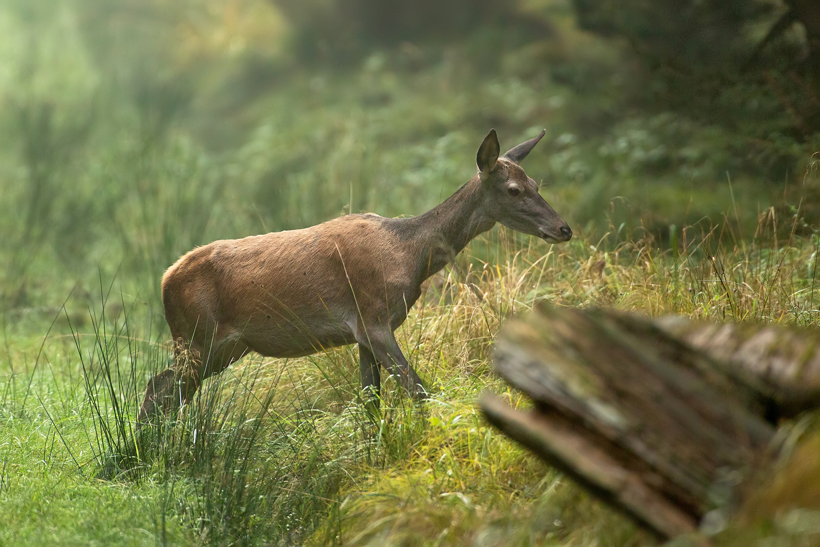 Einsame Hirschkuh. Foto & Bild | tiere, wildlife, säugetiere Bilder auf ...