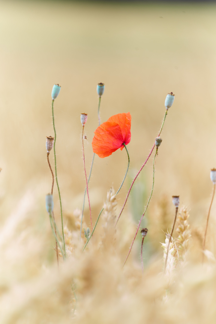 einsame Mohnblume Foto & Bild | pflanzen, pilze & flechten, blüten- & kleinpflanzen, mohn Bilder ...