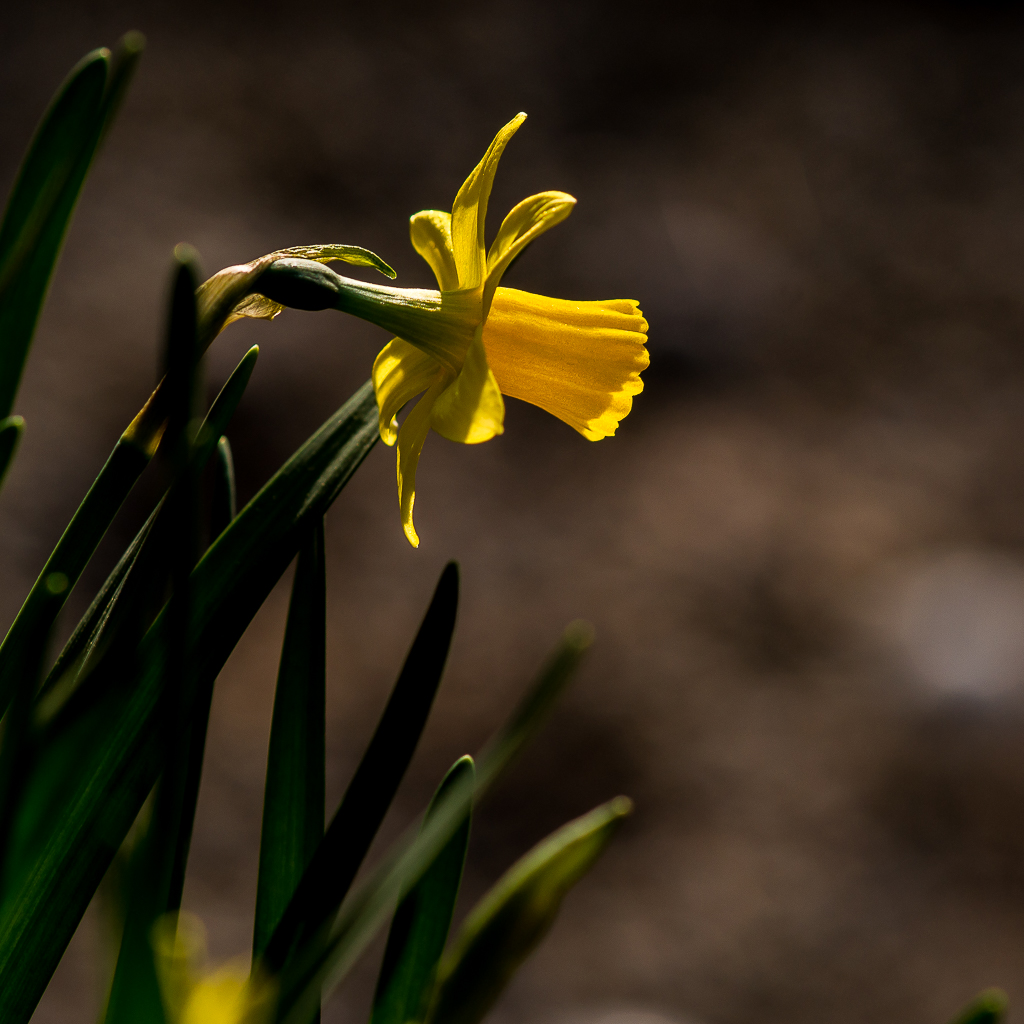 Einsame Osterglocke Foto & Bild | natur-makros, jahreszeiten, frühling ...