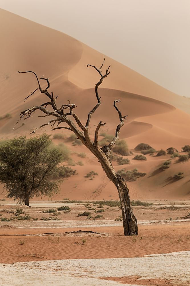 Einsamer Baum Foto & Bild | africa, southern africa, namibia Bilder auf ...