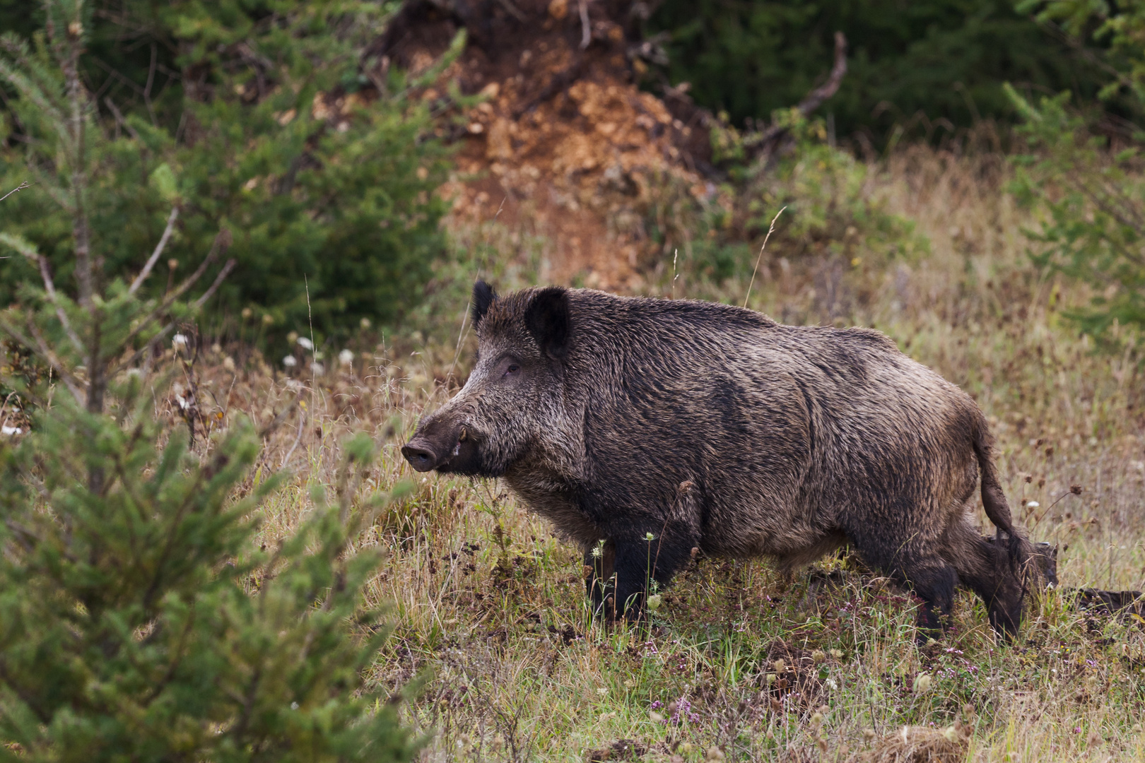 Einsamer Keiler... Foto & Bild | tiere, wildlife, säugetiere Bilder auf ...