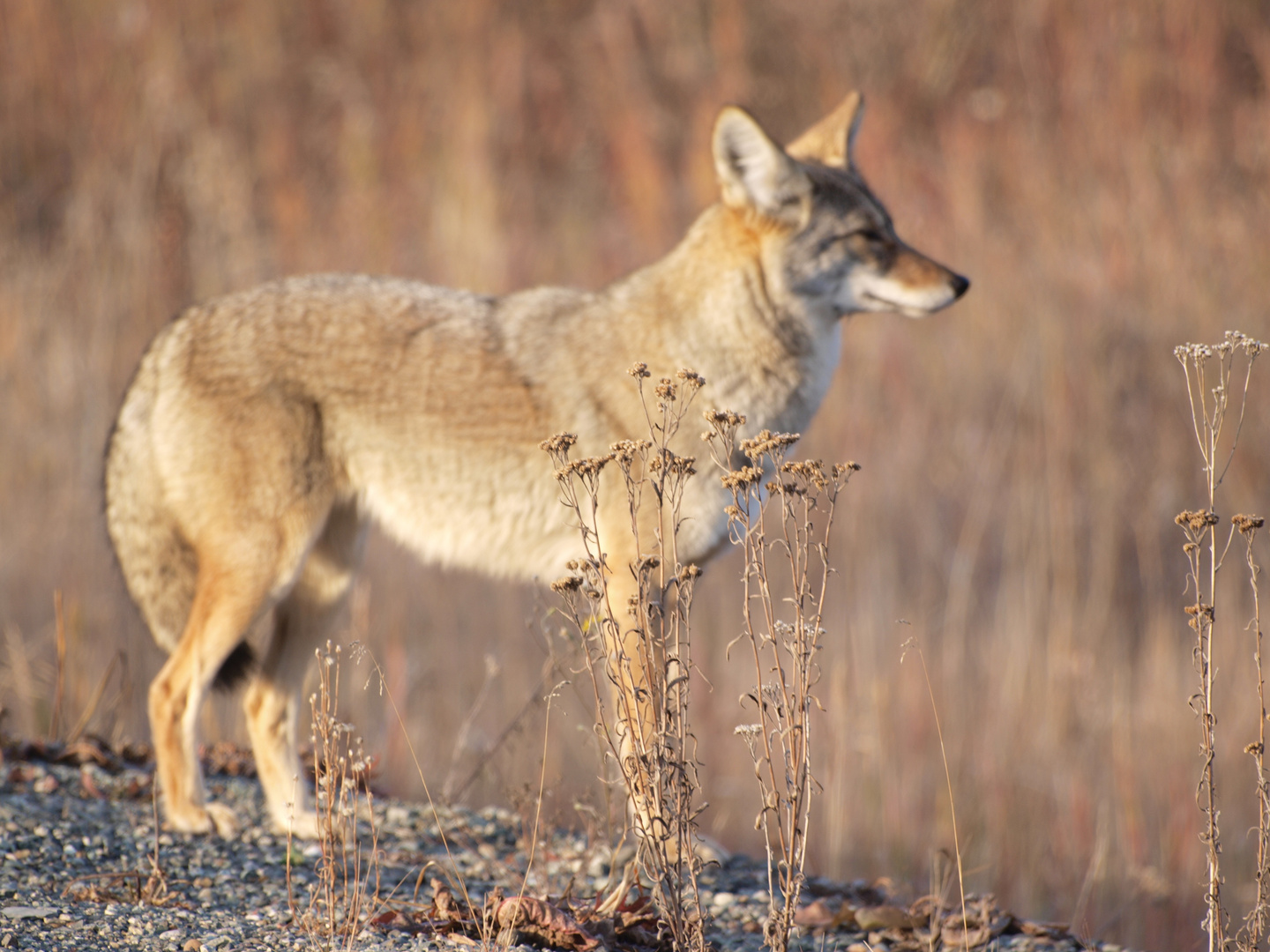 Einsamer Koyote am Strassenrand Foto & Bild | north america, united ...