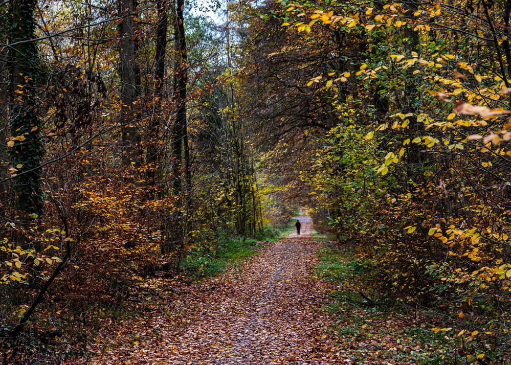 Einsamer Spaziergang Foto & Bild | landschaft, jahreszeiten, herbst Bilder auf fotocommunity