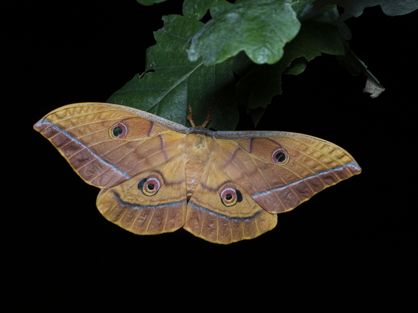 Einwanderer Foto & Bild | tiere, wildlife, schmetterlinge Bilder auf ...