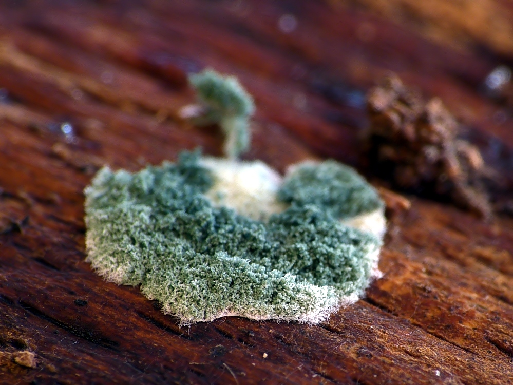 Einzelaufnahme Grüner Schleimer Foto & Bild | vergleichs- aufnahme ...