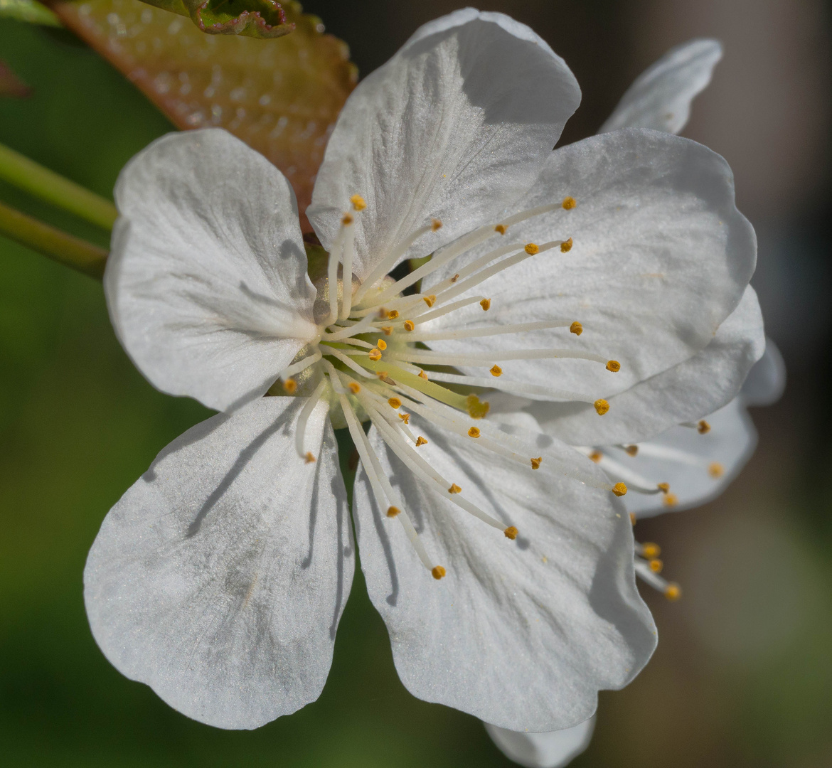 Einzelblüte Kirsche Foto & Bild | baum, frühling, natur Bilder auf ...