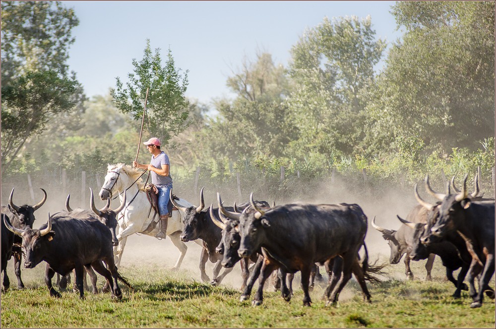 Einzelne Stiere werden separiert Foto & Bild | europe, france, provence ...