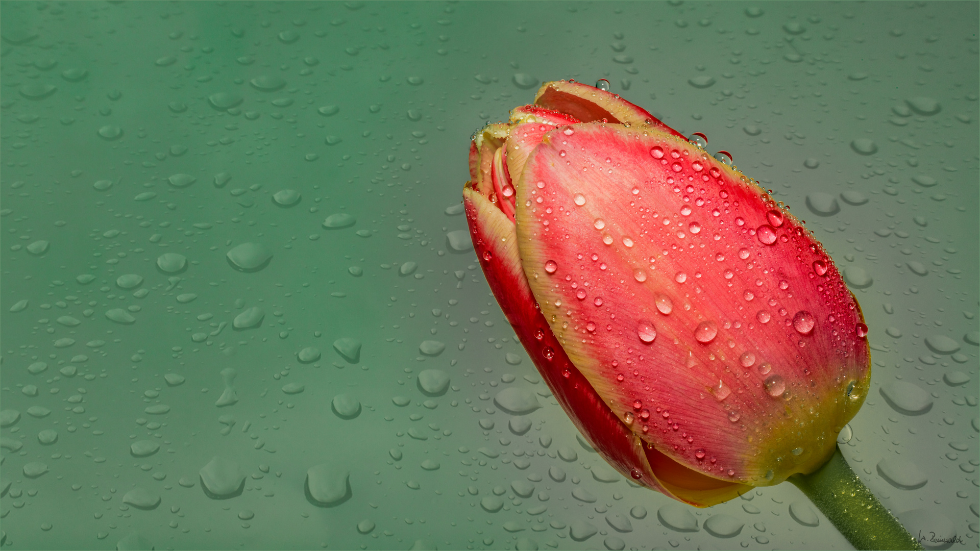 einzelne Tulpe Foto & Bild | art, spezial, makro Bilder auf fotocommunity