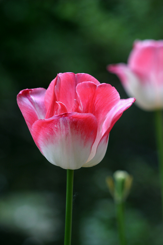 einzelne Tulpe Foto & Bild | pflanzen, pilze & flechten, blüten- & kleinpflanzen, tulpen Bilder ...