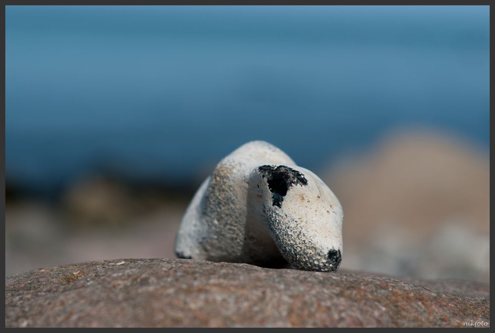 Eisbär auf Hiddensee Foto & Bild | natur-kreativ, natur Bilder auf ...