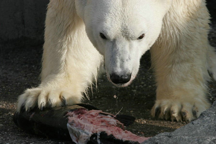 Eisbär, Bär, Raubtier, Fleischfresser, Futter, Fressen, Fisch Foto ...