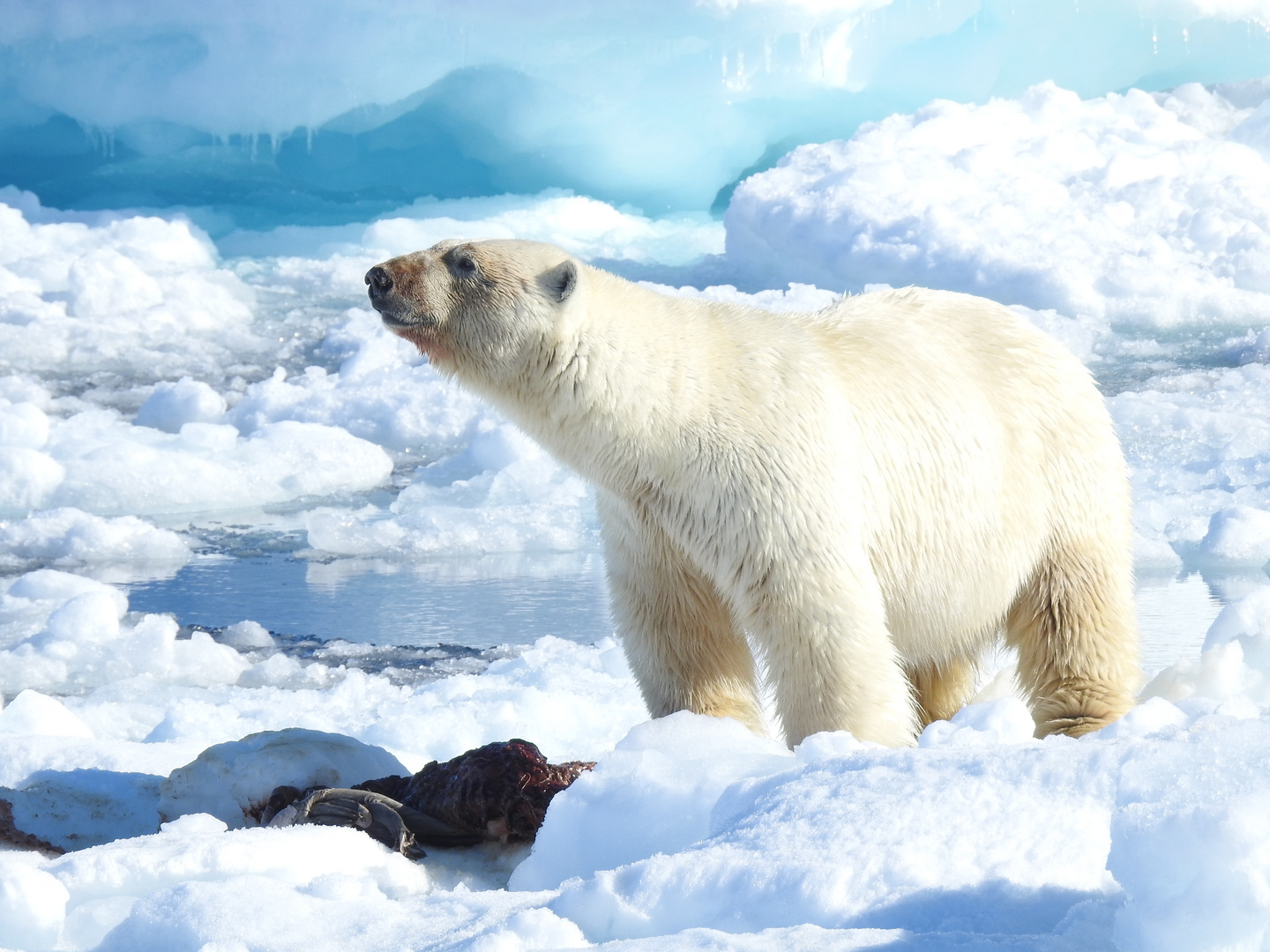 Eisbär im Packeis Foto & Bild | svalbard, eis, natur Bilder auf ...