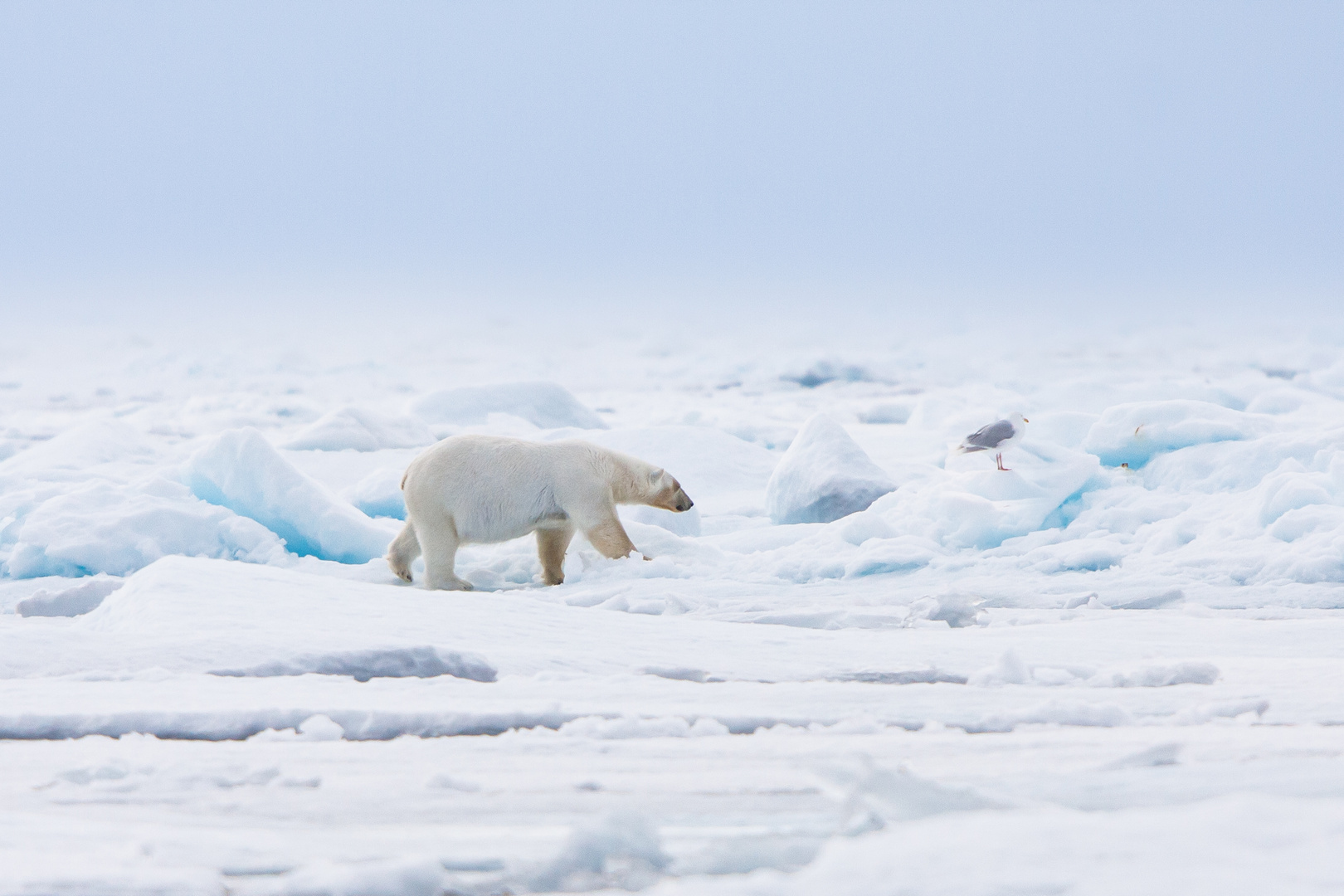 Eisbär im Packeis Foto & Bild | tiere, wildlife, säugetiere Bilder auf ...