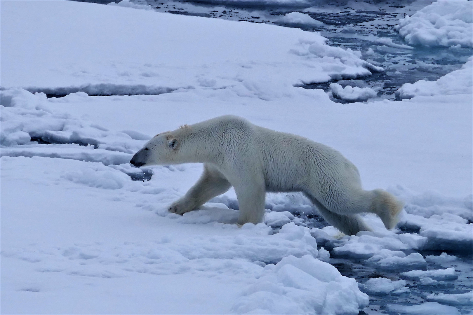 Eisbär im Packeis Foto & Bild | world, natur, tiere Bilder auf ...
