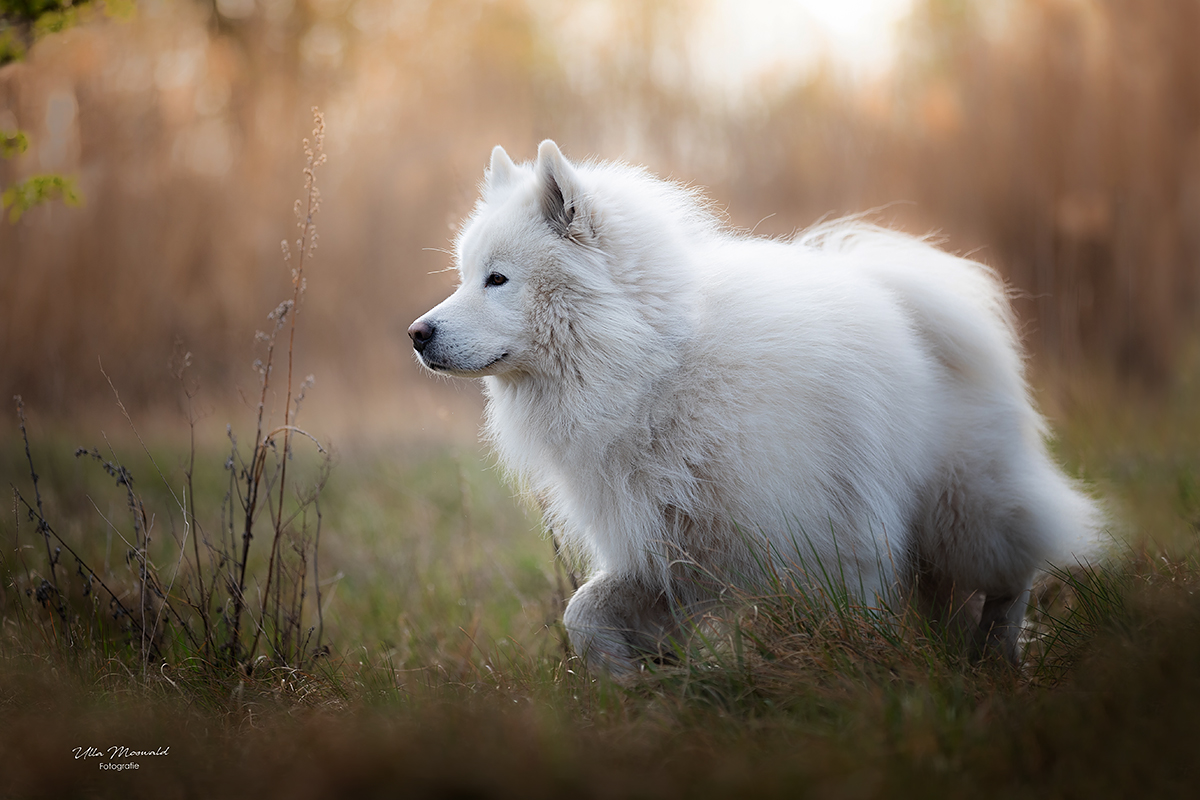...Eisbär unterwegs... Foto & Bild | outdoor, hunde, hund Bilder auf fotocommunity