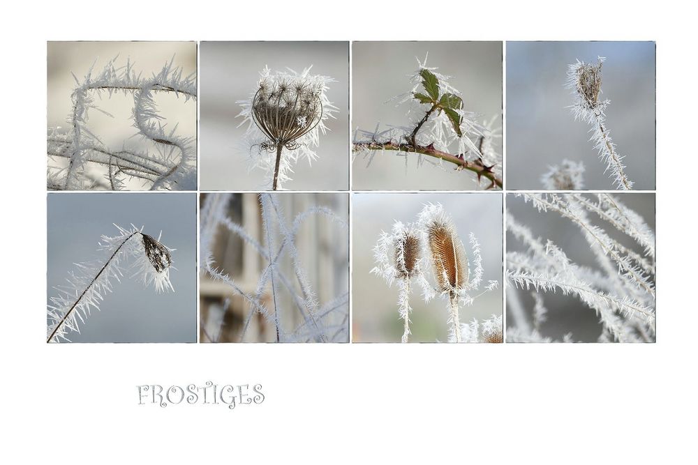 EisBlümchen Foto & Bild | kalt, sonne, winter Bilder auf fotocommunity
