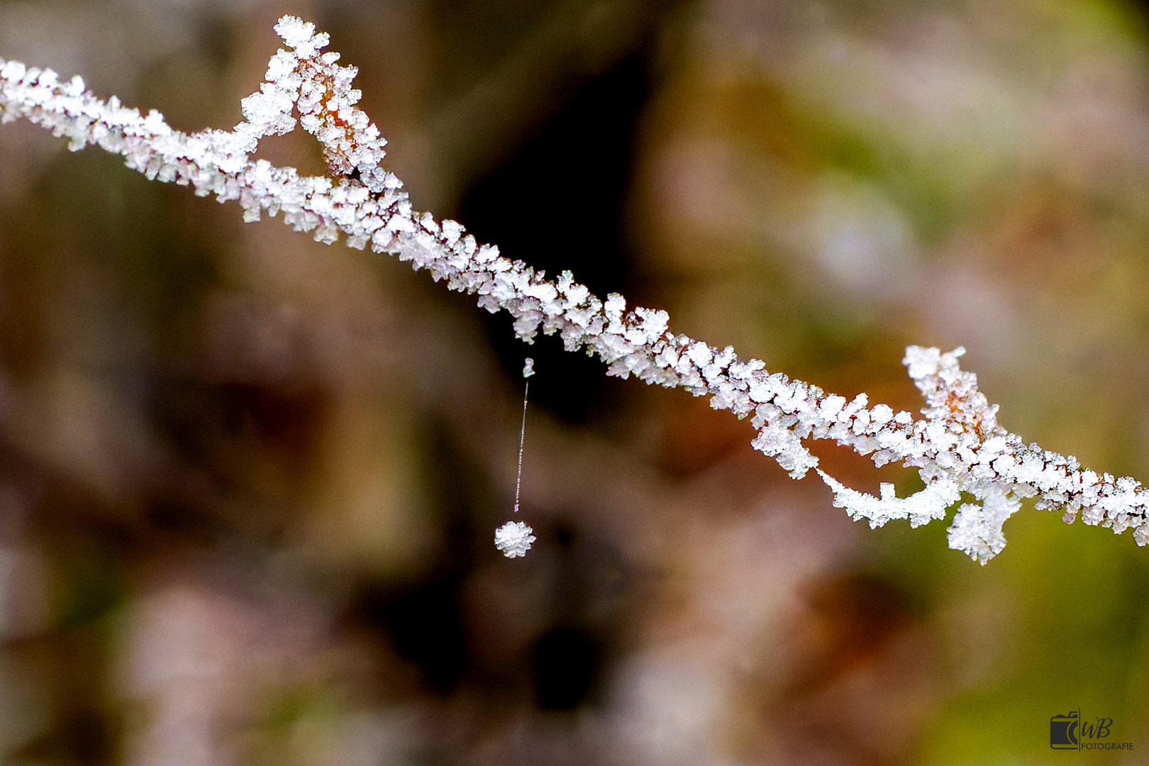 Eisgespinst oder -juwel Foto & Bild | jahreszeiten, winter, fotos Bilder auf fotocommunity