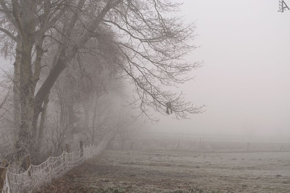 Eisig und Neblig. Foto & Bild | nature, snow, gefroren Bilder auf ...