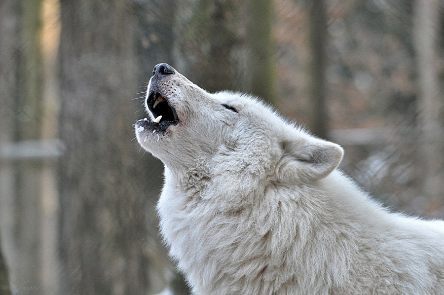 Eisiges Polarwolf -Heulen !!! Foto & Bild | tiere, zoo, wildpark ...