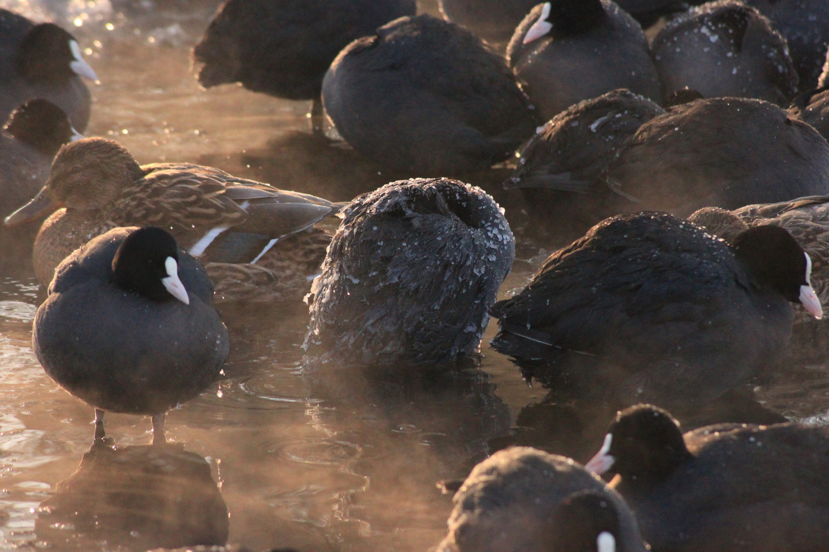 Eiskalt Foto & Bild | jahreszeiten, winter, nebel Bilder auf fotocommunity