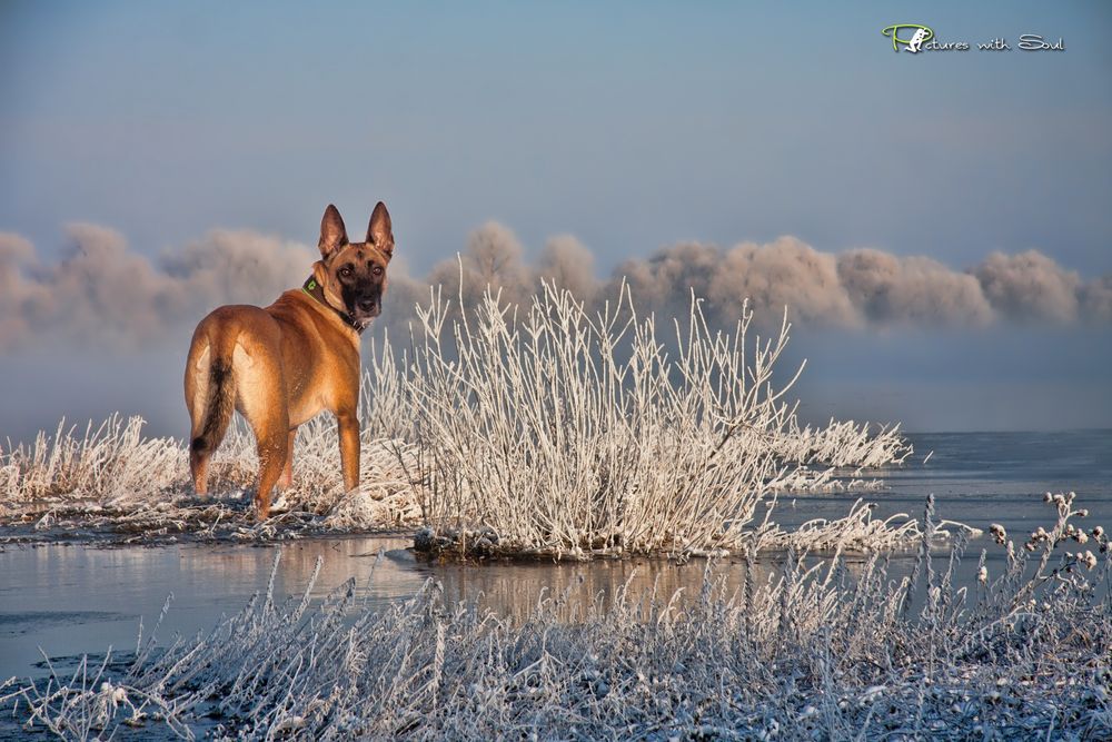 Eiskalt.... Foto & Bild | tiere, haustiere, hunde Bilder auf fotocommunity