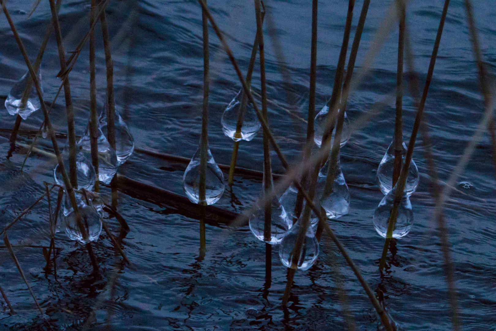 Eiskalt Foto & Bild | jahreszeiten, winter, pflanzenwelt Bilder auf fotocommunity